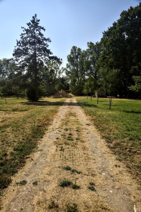 Dirt path with trees stock image. Image of grass, forest - 253505951