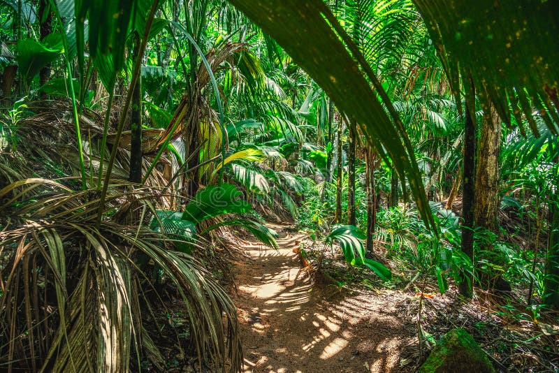 Dirt Path in a Tropical Jungle Stock Photo - Image of jungle, ground ...