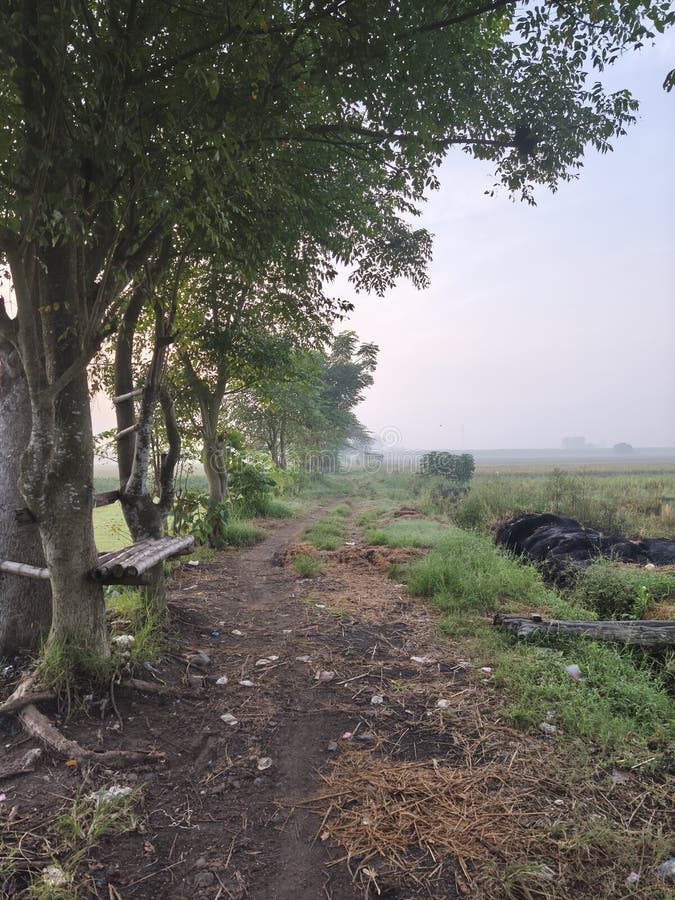 Dirt Path Under Tree Shade beside Rice Fields in the Countryside ...