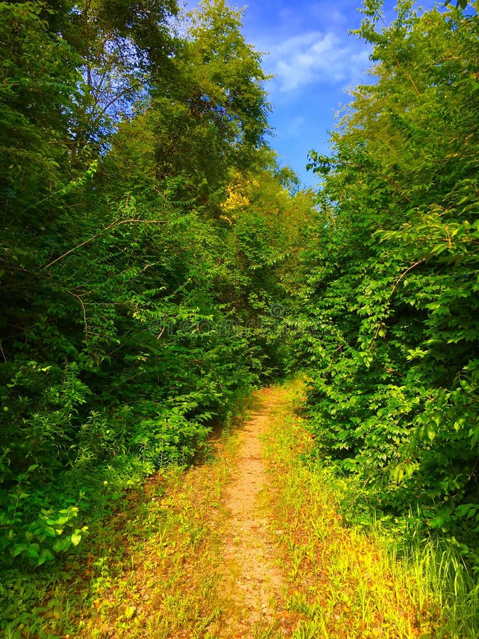 Dirt Path stock photo. Image of leaves, growing, trees - 75163096