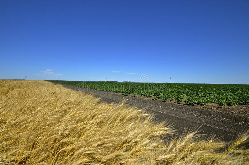 Dirt Path between Wheat and Bean Crop Stock Photo - Image of kernels ...