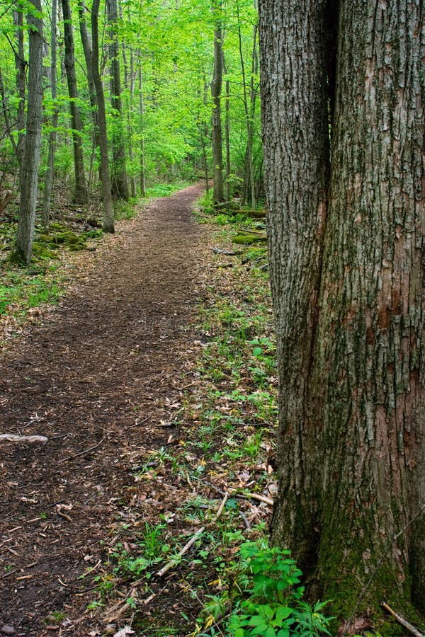 Dirt Path through Woods stock image. Image of foliage - 49513483
