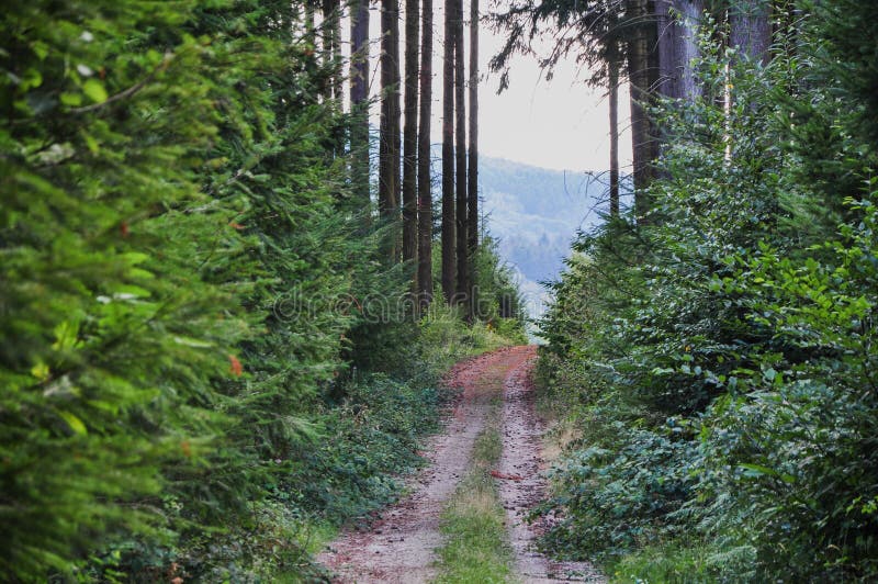 Dirt Path through the Woods Lined with Tall Trees and Bushes Stock ...
