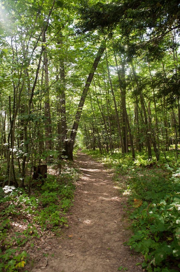 A Dirt Path through the Woods on a Sunny Day Stock Photo - Image of ...