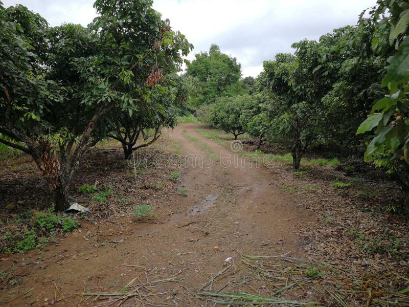 Dirt paths stock image. Image of trail, longan, farm - 274918697