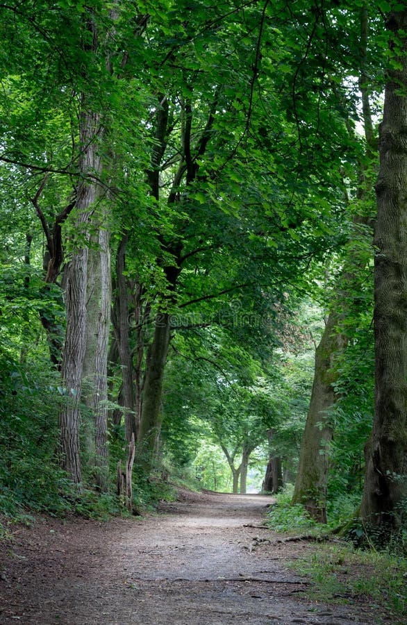 Dirt Pathway in the Forest stock image. Image of walk - 283111889