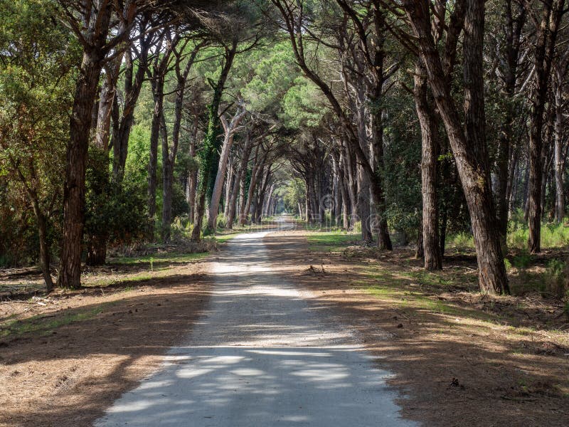 Dirt Pathway in a Mediterranean Pine Forest Stock Photo - Image of ...
