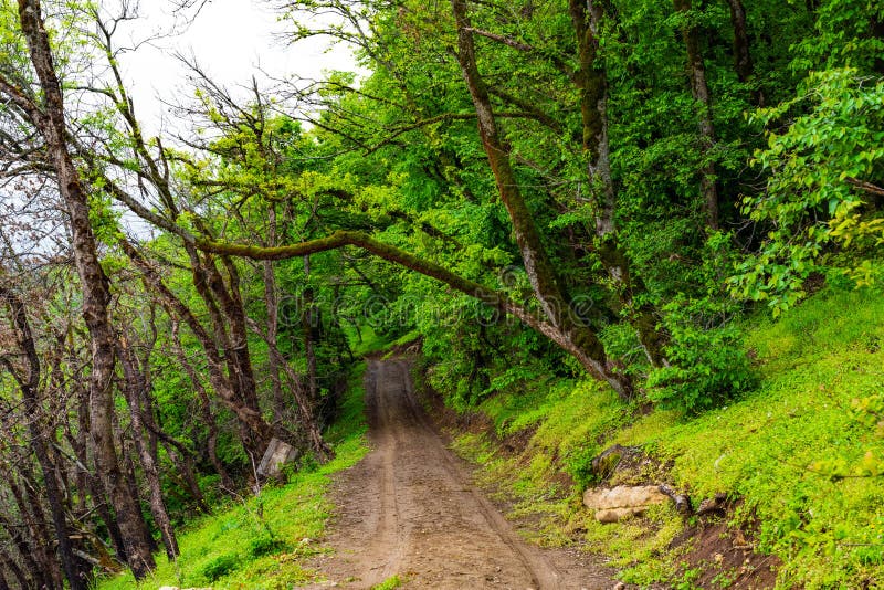 Dirt Road in Ancient Relic Deciduous Mountain Forest in Azerbaijan ...