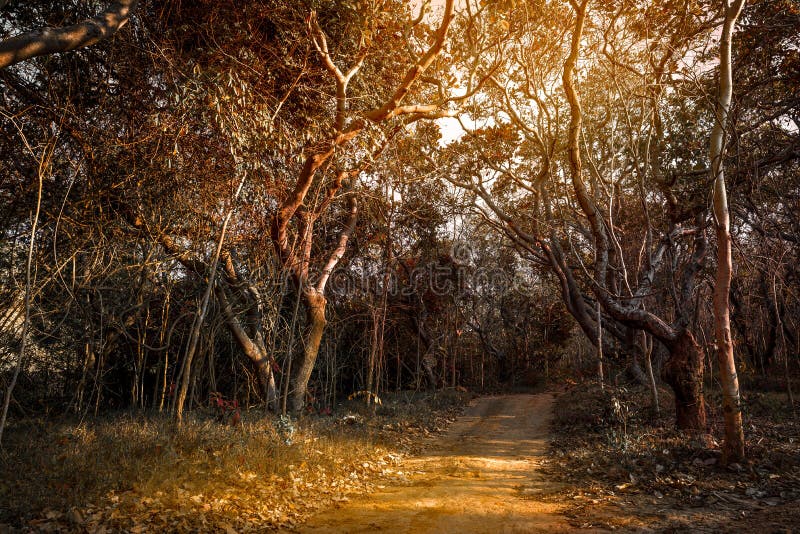 Dirt road in arid forest stock image. Image of plant - 103019855