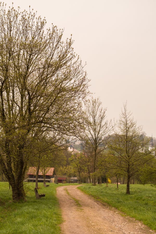 Dirt Road Around the Tree with Bench Stock Photo - Image of nature ...