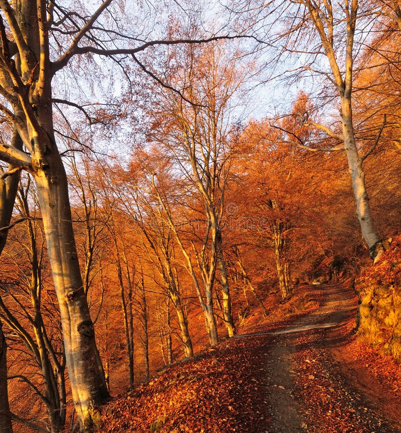 Dirt Road through an Autumn Beech Wood at Dawn Stock Image - Image of ...