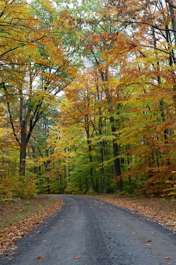 Dirt Road in the Autumn Forest Stock Image - Image of fall, season ...