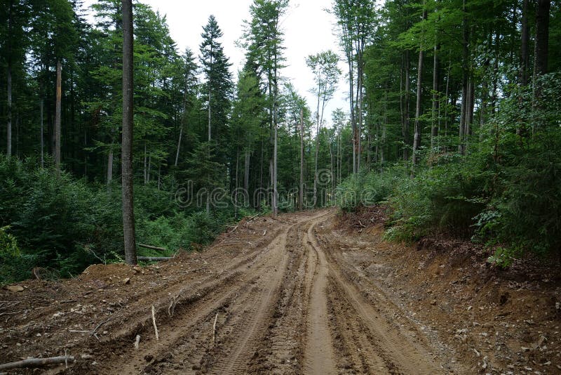 Dirt Road in Beautiful Forest Stock Photo - Image of pine, jungle ...