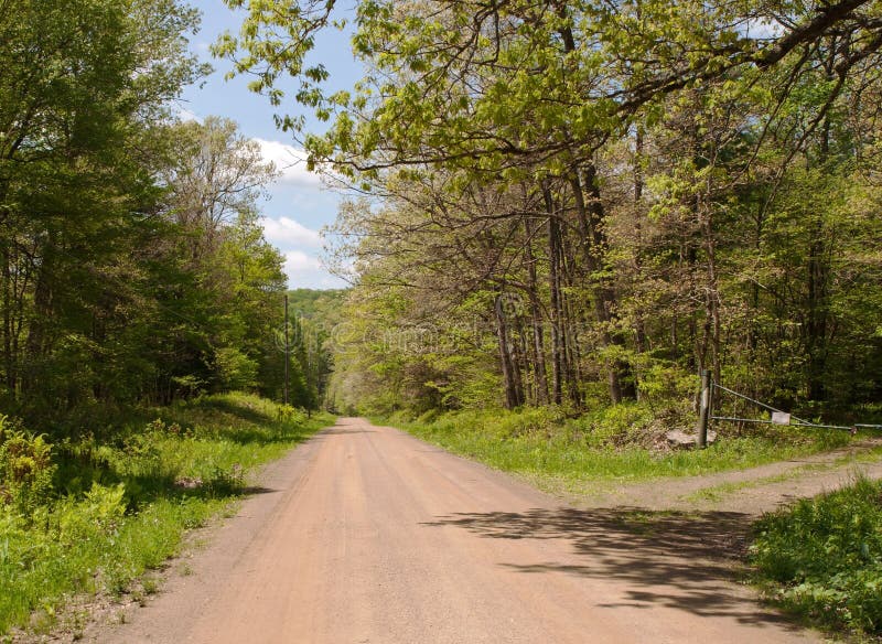 A Dirt Road in the Woods on a Sunny Day Stock Photo - Image of ...