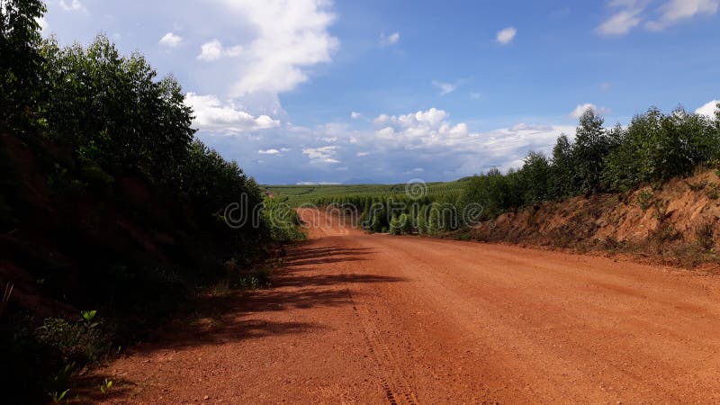 Dirt Road with Beauty Trees and Blue Sky 2 Stock Photo - Image of road ...