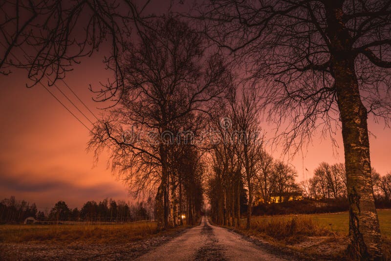 A Dirt Road in a Birch Alley at Night Stock Image - Image of beauty ...