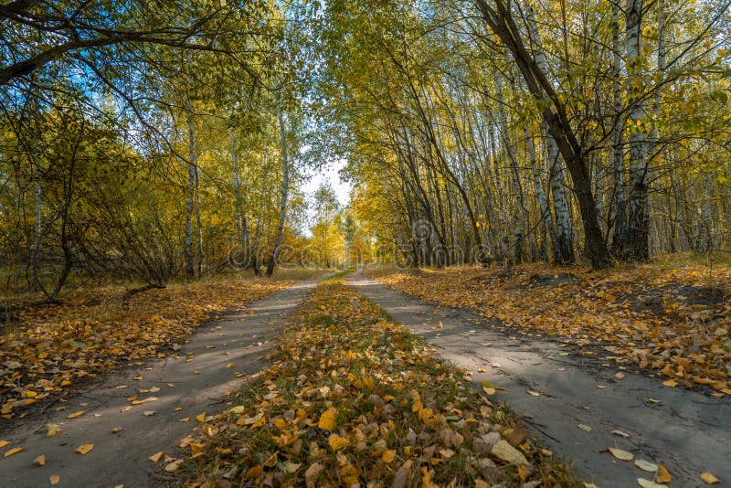 Dirt Road Covered with Fallen Leaves Leading through the Autumn Forest ...