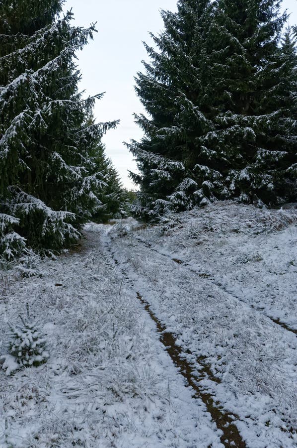 Dirt Road Covered with Snow Stock Photo - Image of reflection, forest ...