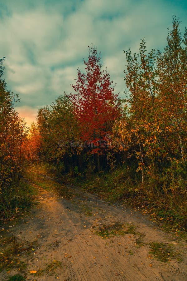 Dirt Road at Dawn in the Forest Stock Photo - Image of foliage, shadow ...