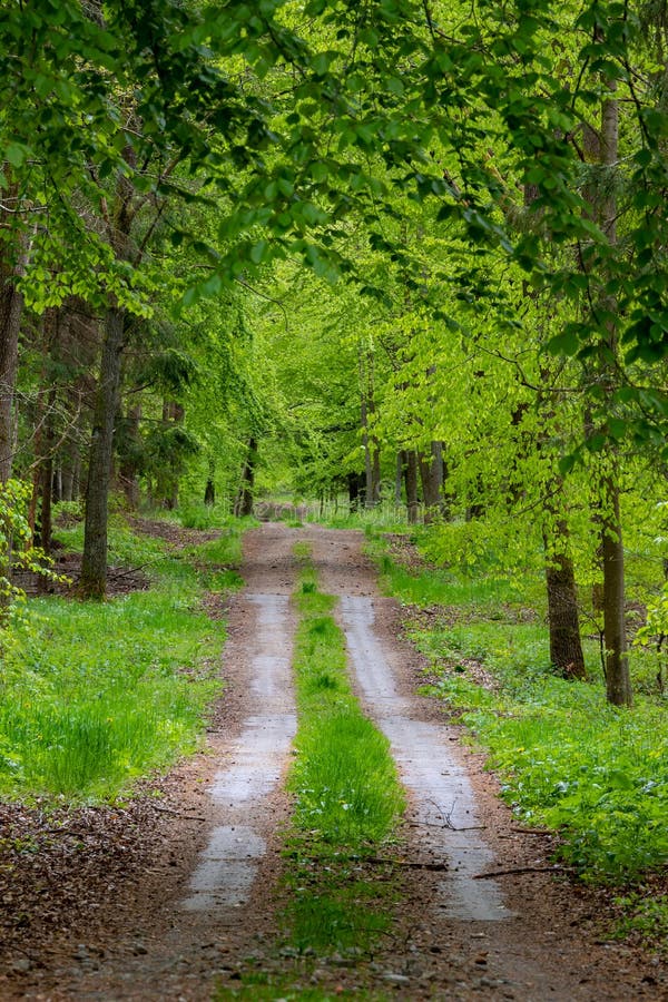 Dirt Road in a Deciduous Forest. a Forest Path Leading through a Tall ...