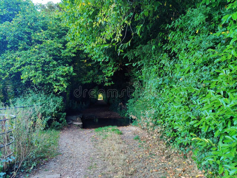 Dirt Road with a Deep Water Puddle in the Middle Surrounded by Thick ...