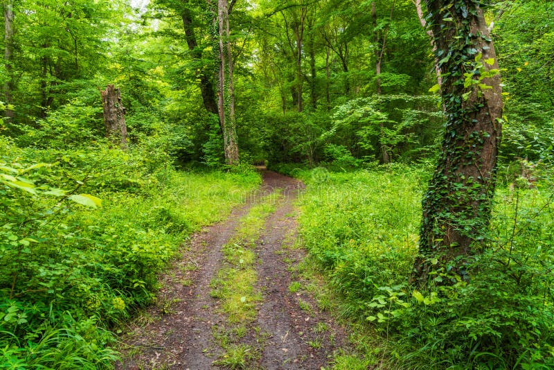 Dirt Road in Dense Green Forest. Way Forward Stock Photo - Image of ...