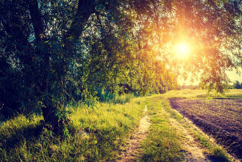 Dirt Road on the Edge of Arable Field at Sunset Stock Image - Image of ...