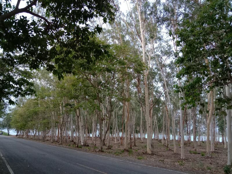 Dirt Road through Eucalyptus Groves Stock Photo - Image of plant ...