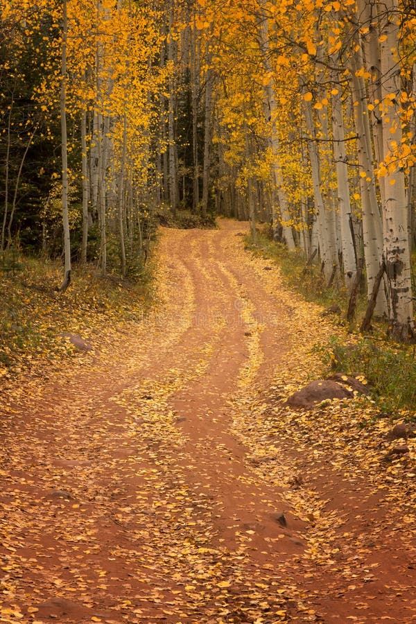 Fall Trees By Dirt Road In Mountains Stock Photo - Image of nature ...
