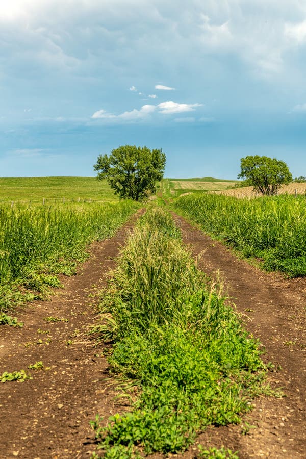 Dirt Road in Farming Community Stock Image - Image of grassy, grass ...