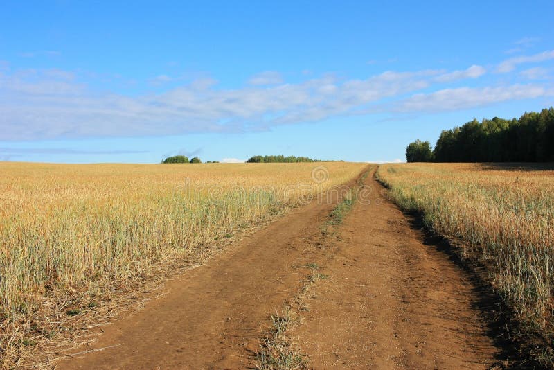 Country Dirt Road in the Field Stock Photo - Image of country, beauty ...