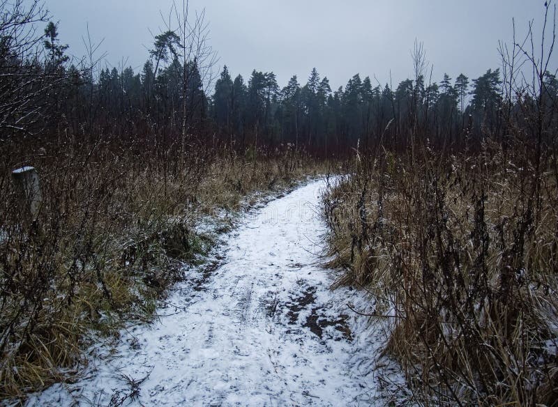 Dirt Road through a Field in the Forest in Winter Stock Image - Image ...