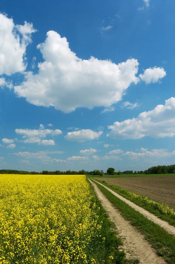 Open Field and a Dirt Road stock photo. Image of farm - 3551428