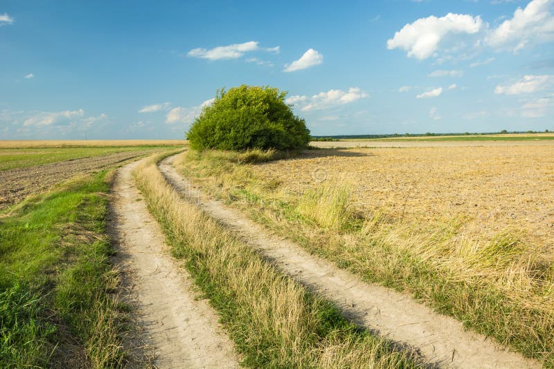 A Dirt Road through Fields and a Green Bush Stock Photo - Image of blue ...