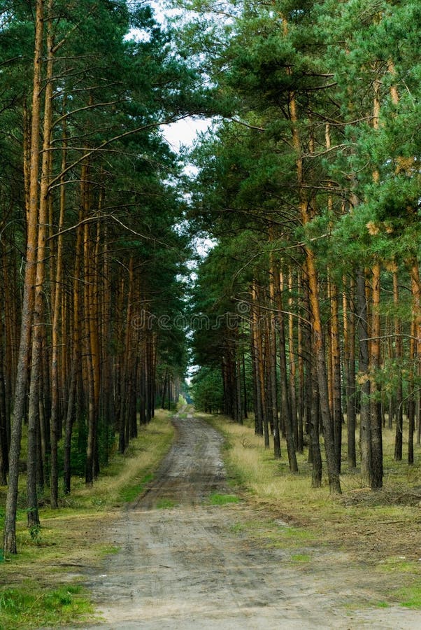 Dirt road in forest stock photo. Image of country, beauty - 11446866