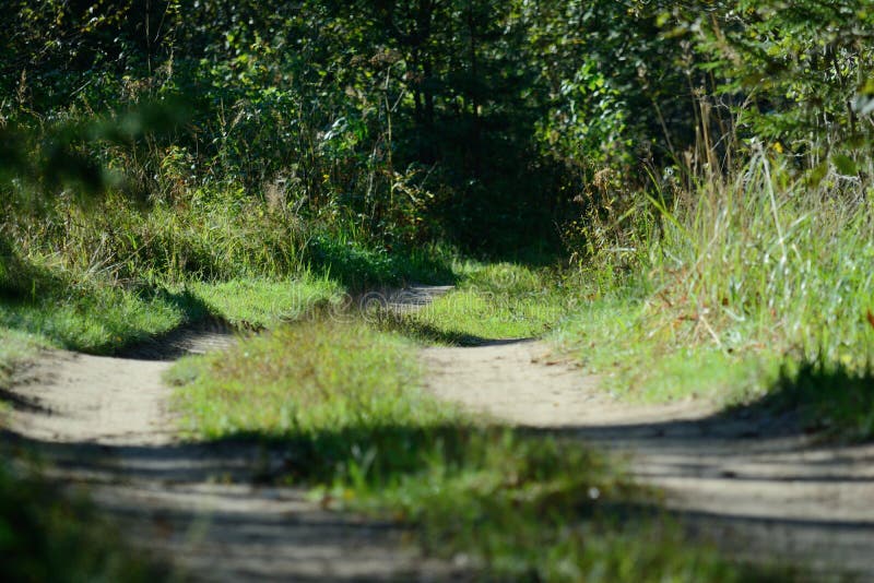 The Dirt Road in the Forest Stock Photo - Image of natural, hiking ...