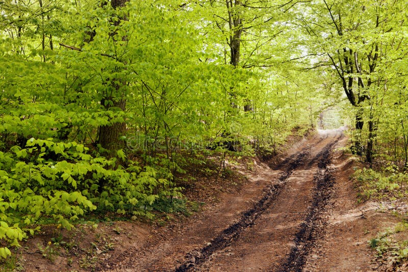 Dirt road in the forest stock image. Image of shadows - 254259341