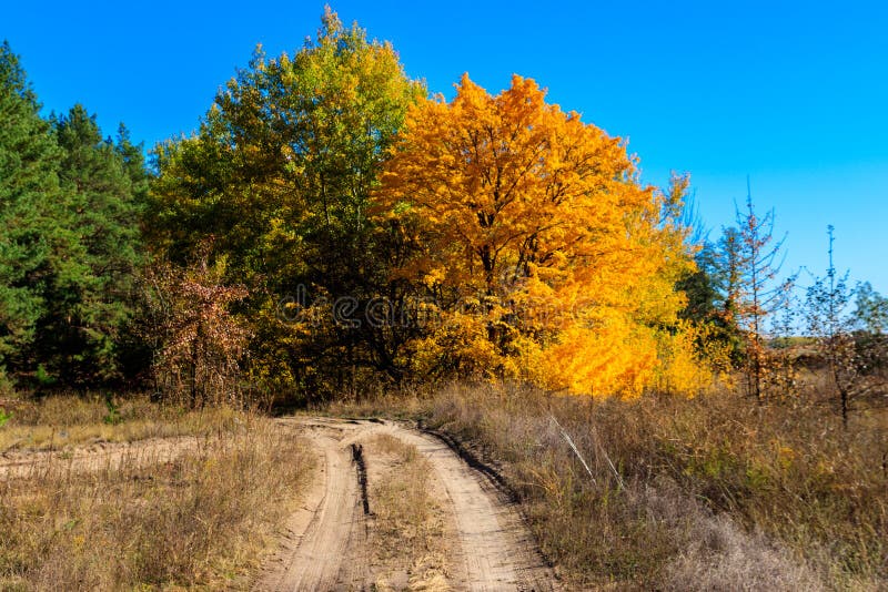 Dirt Road in Forest at Autumn Stock Image - Image of leaf, lush: 189910127