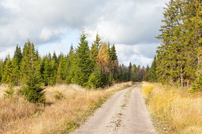 Crossroads in autumn wood. stock photo. Image of outdoor - 27017238