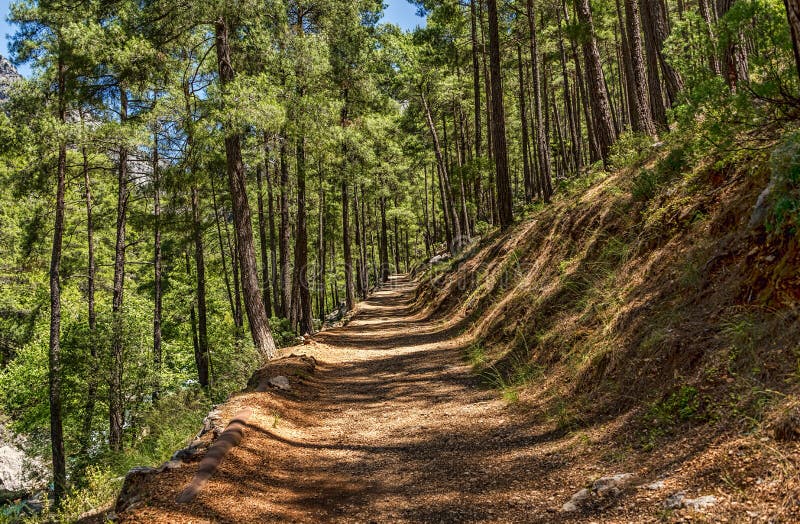 Dirt Road in the Forest with Beautiful Shadows Stock Photo - Image of ...