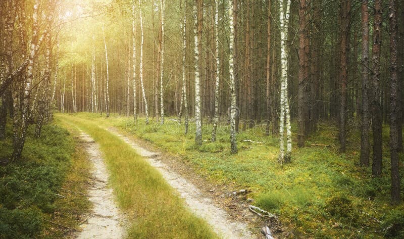 Dirt Road in a Forest, Color Toning Applied Stock Photo - Image of ...