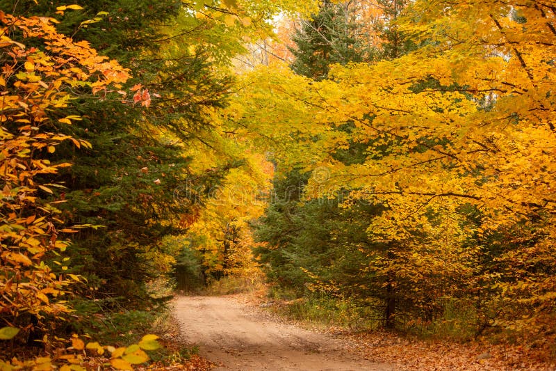 A Dirt Road in the Forest in the Fall Stock Image - Image of fall ...