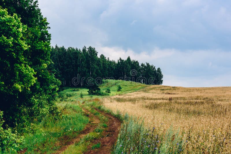 Dirt Road between Forest and Field Stock Photo - Image of valley, tree ...