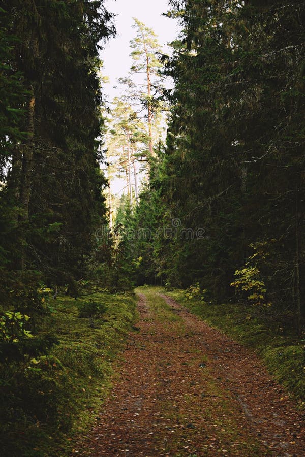 Dirt road through forest stock photo. Image of agriculture - 128093344
