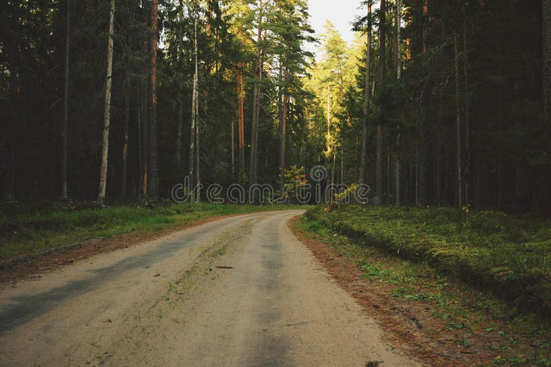 Dirt road through forest stock image. Image of road - 128093349