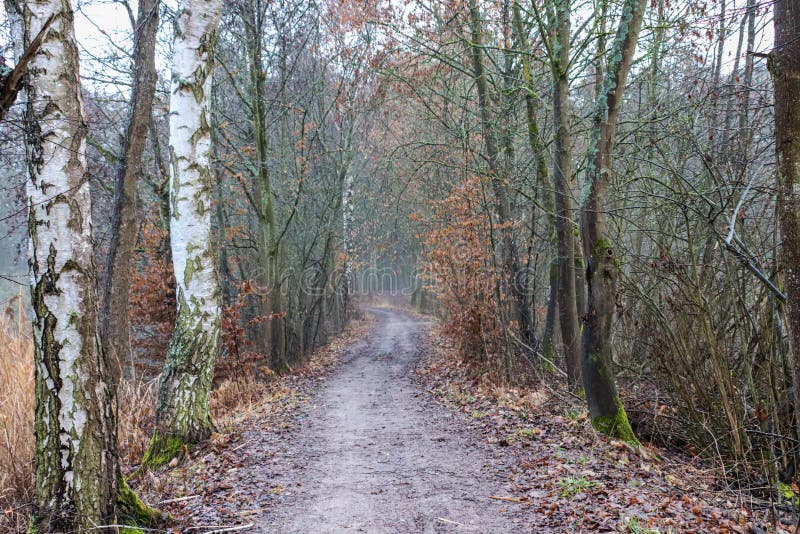 A Dirt Road through the Forest Stock Image - Image of nature, road ...