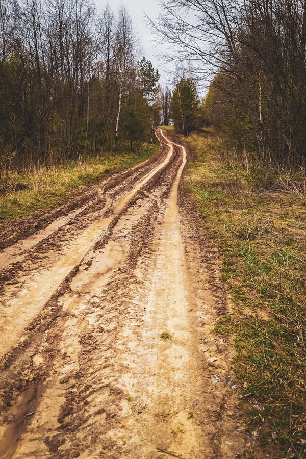Dirt road in the forest stock photo. Image of landscape - 245136682