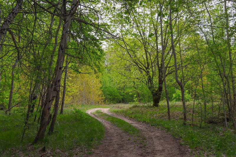 Dirt Road in the Forest in Spring Stock Image - Image of road, bushes ...