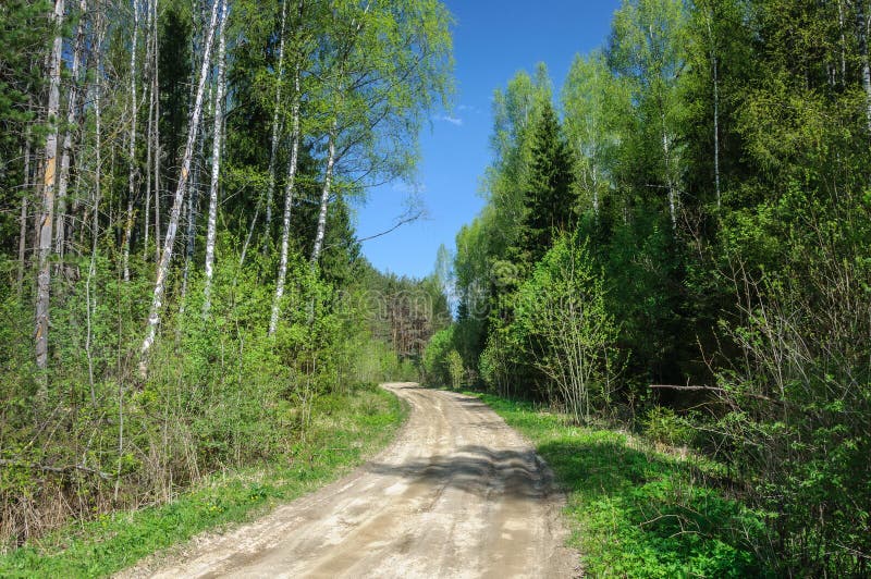 Dirt Road in Forest, Spring Time Stock Photo - Image of outdoor ...