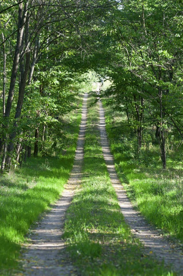 Dirt road in forest stock photo. Image of standing, outdoor - 34275746